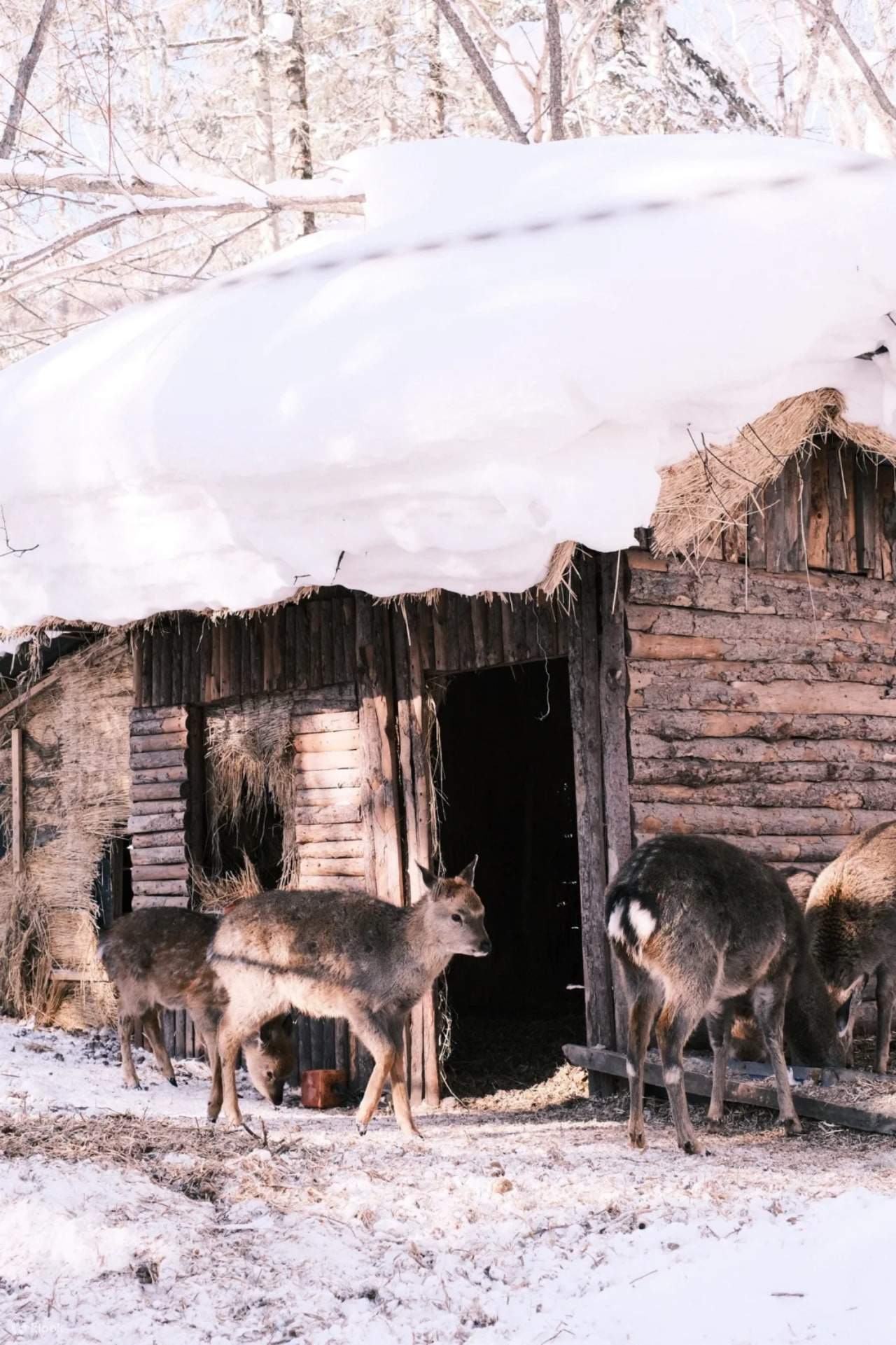 2-Day Yabuli Snow Town Bus Tour from Harbin (Ice City Harbin + Fairy ...